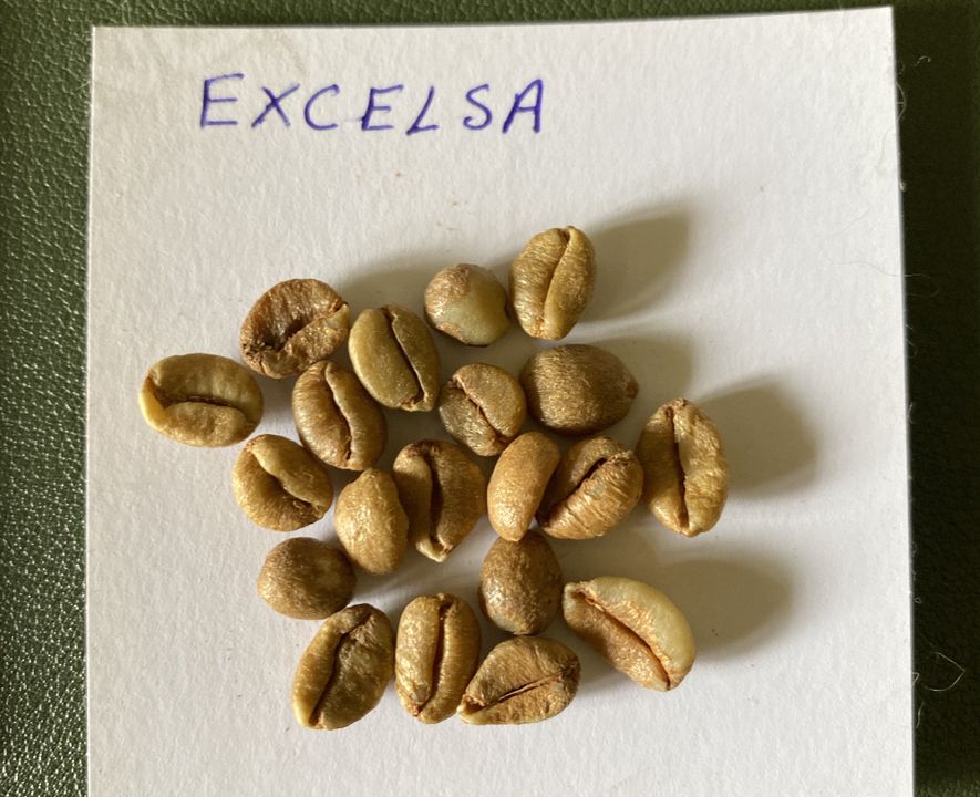 Excelsa Coffee - Cà phê từ vùng đất châu Phi
