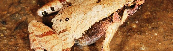 NHÁI BẦU QUÊN LÃNG - NEGLECTED NARROW-MOUTHED FROG - Microhyla neglecta ...